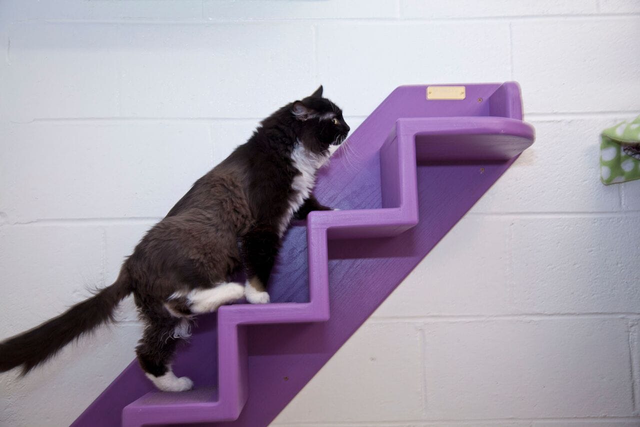 Cage Free Cat Room – Michigan Animal Rescue League