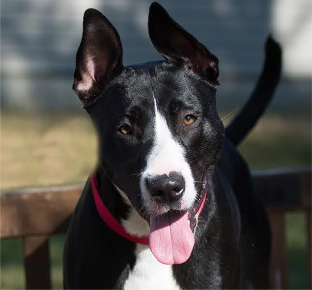 *Available* Dogs – Michigan Animal Rescue League