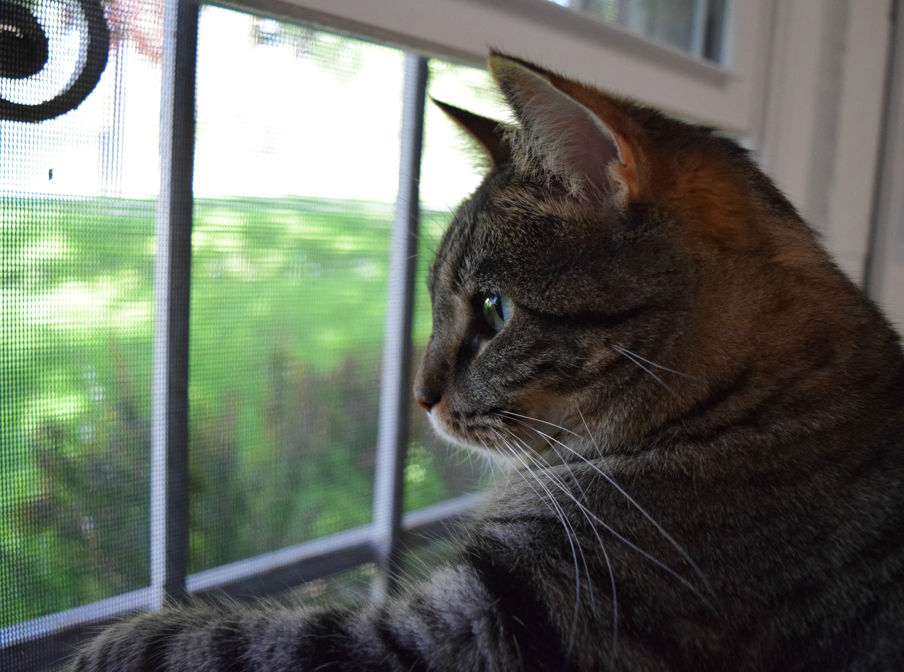 Millie Story4 – Michigan Animal Rescue League