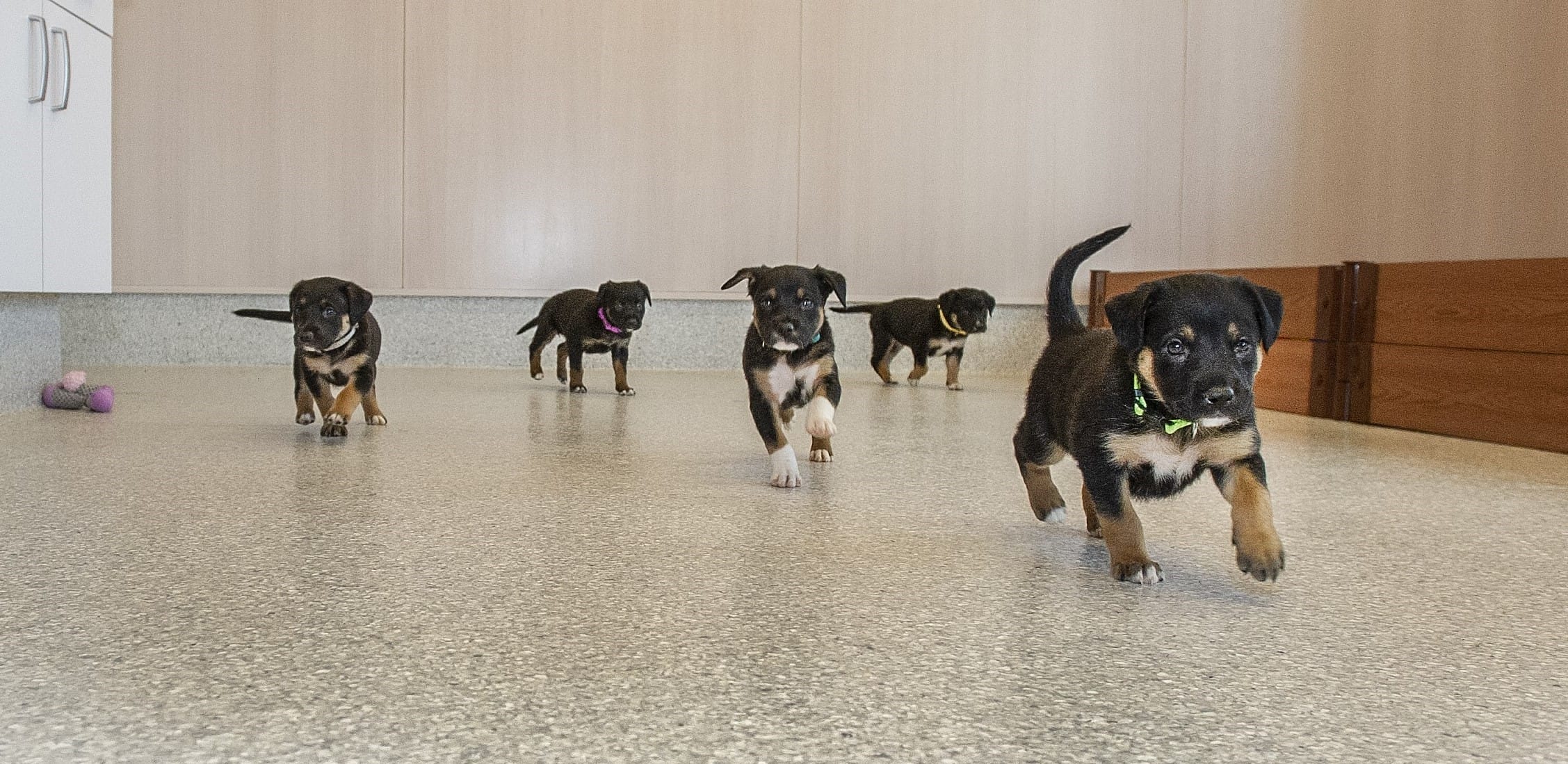 Who We Are – Michigan Animal Rescue League