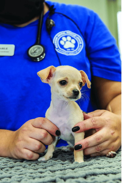 Michigan Animal Rescue League