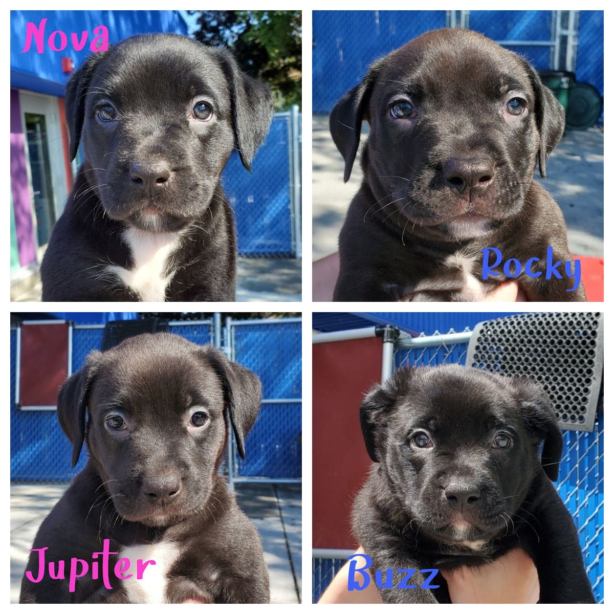 Space Litter – Michigan Animal Rescue League