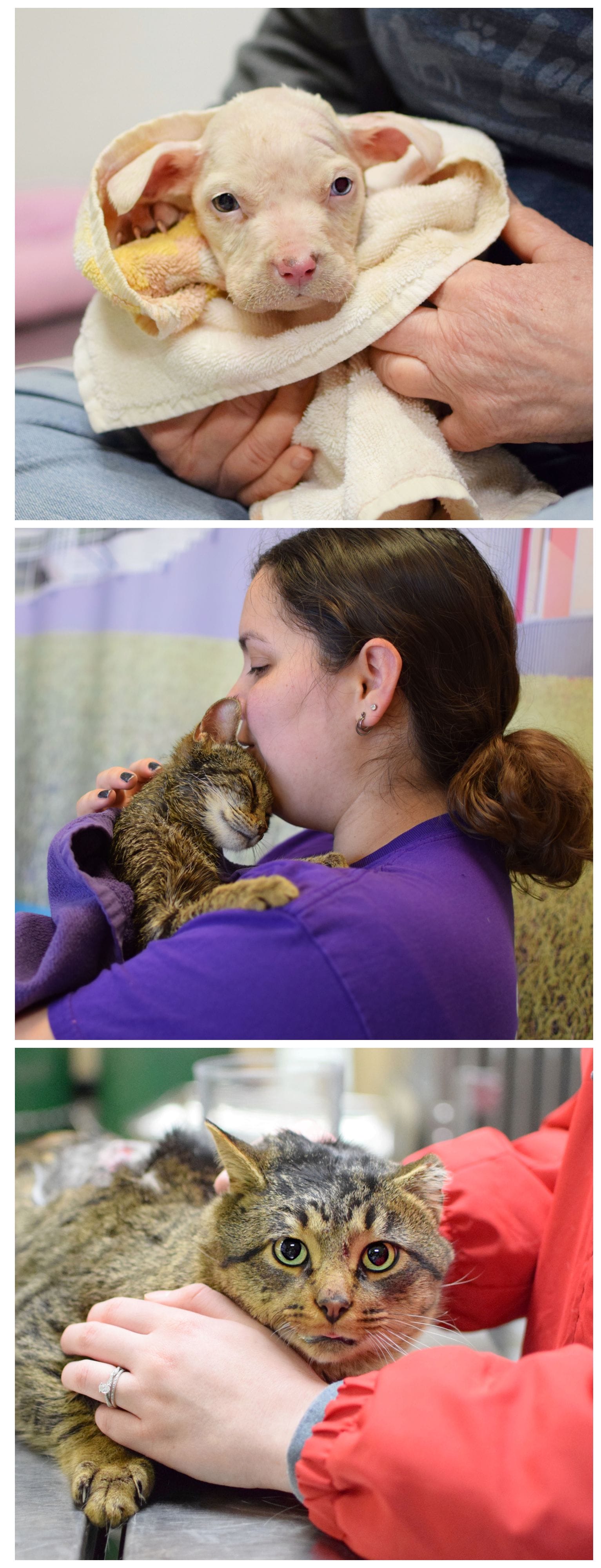 Surrender & Intake – Michigan Animal Rescue League