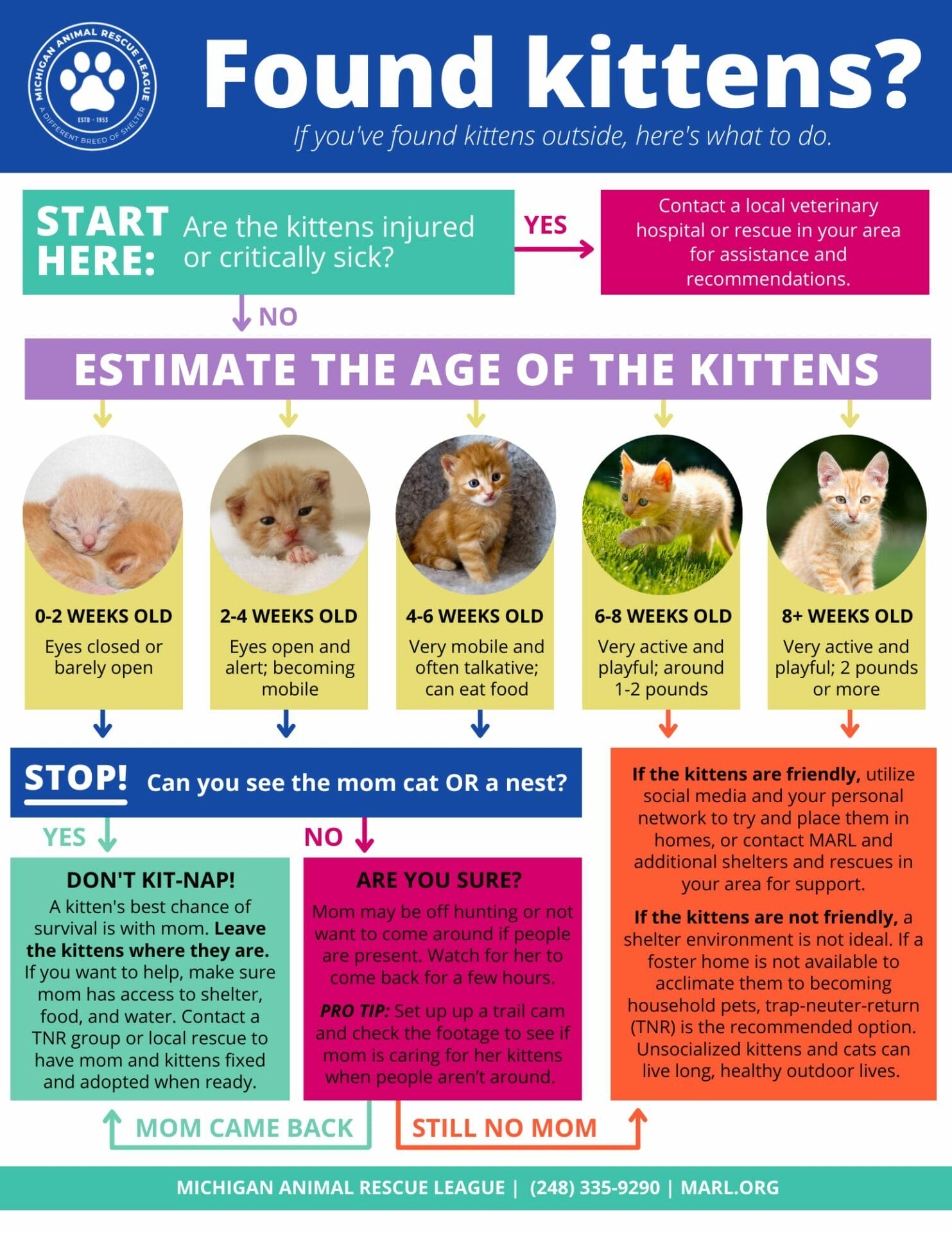 Community Cats – Michigan Animal Rescue League