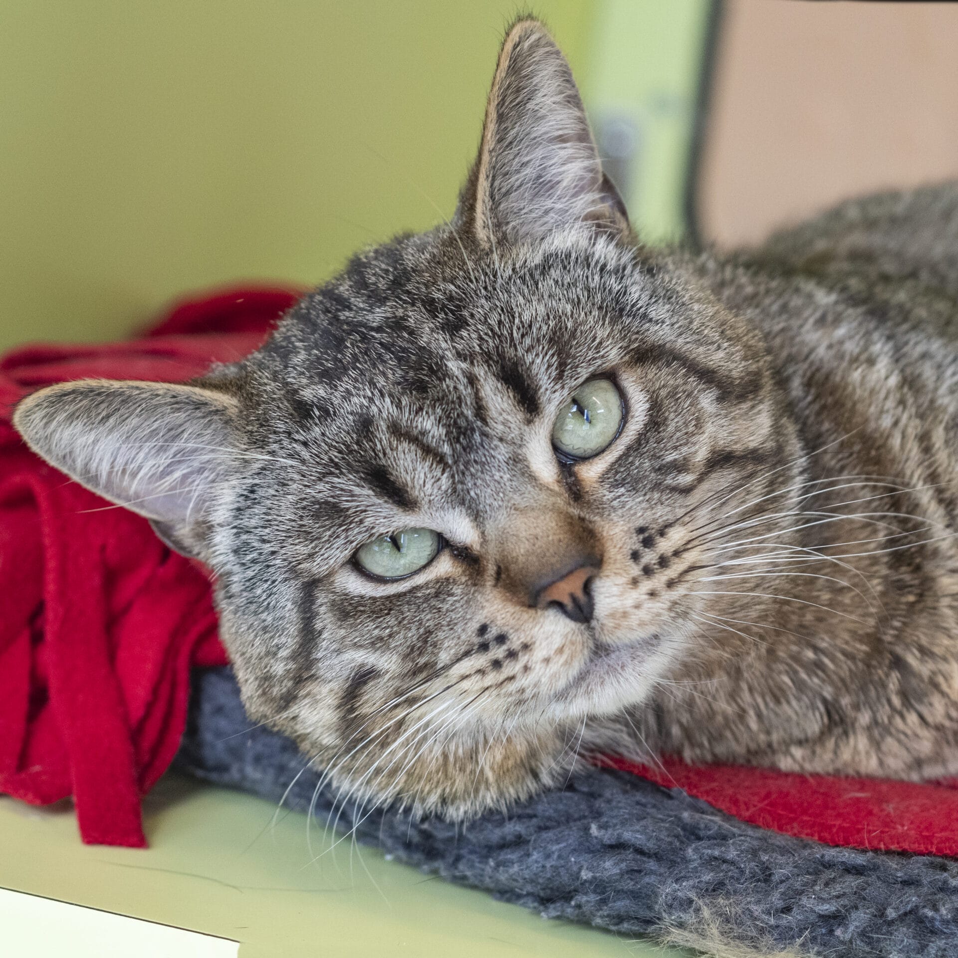 Brownie – Michigan Animal Rescue League