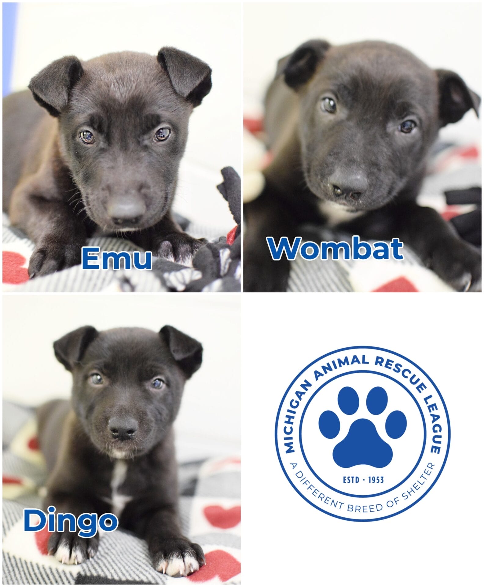 Zoo Litter – Michigan Animal Rescue League