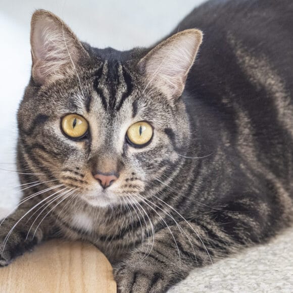 Schnitzel – Michigan Animal Rescue League
