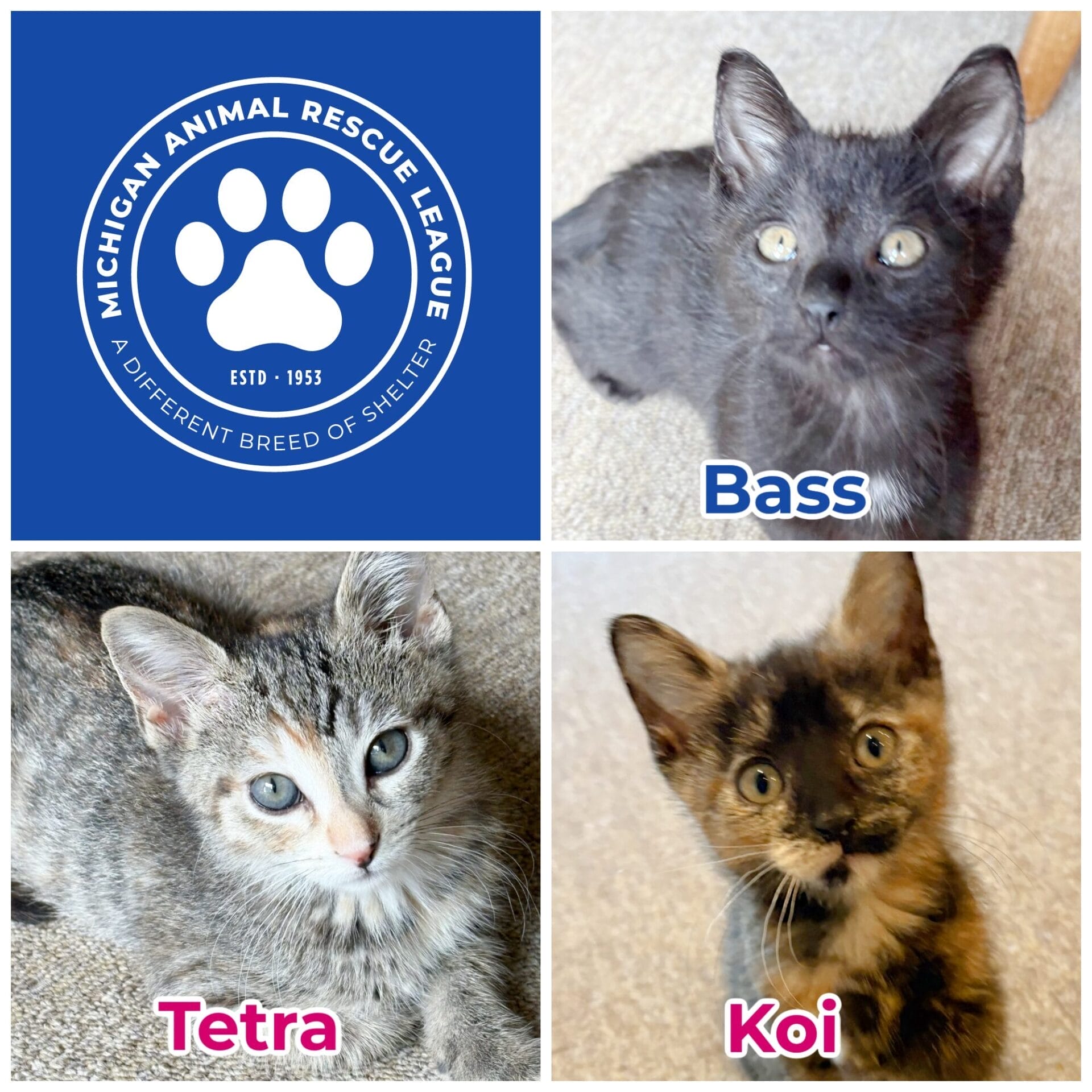 Fish Litter – Michigan Animal Rescue League