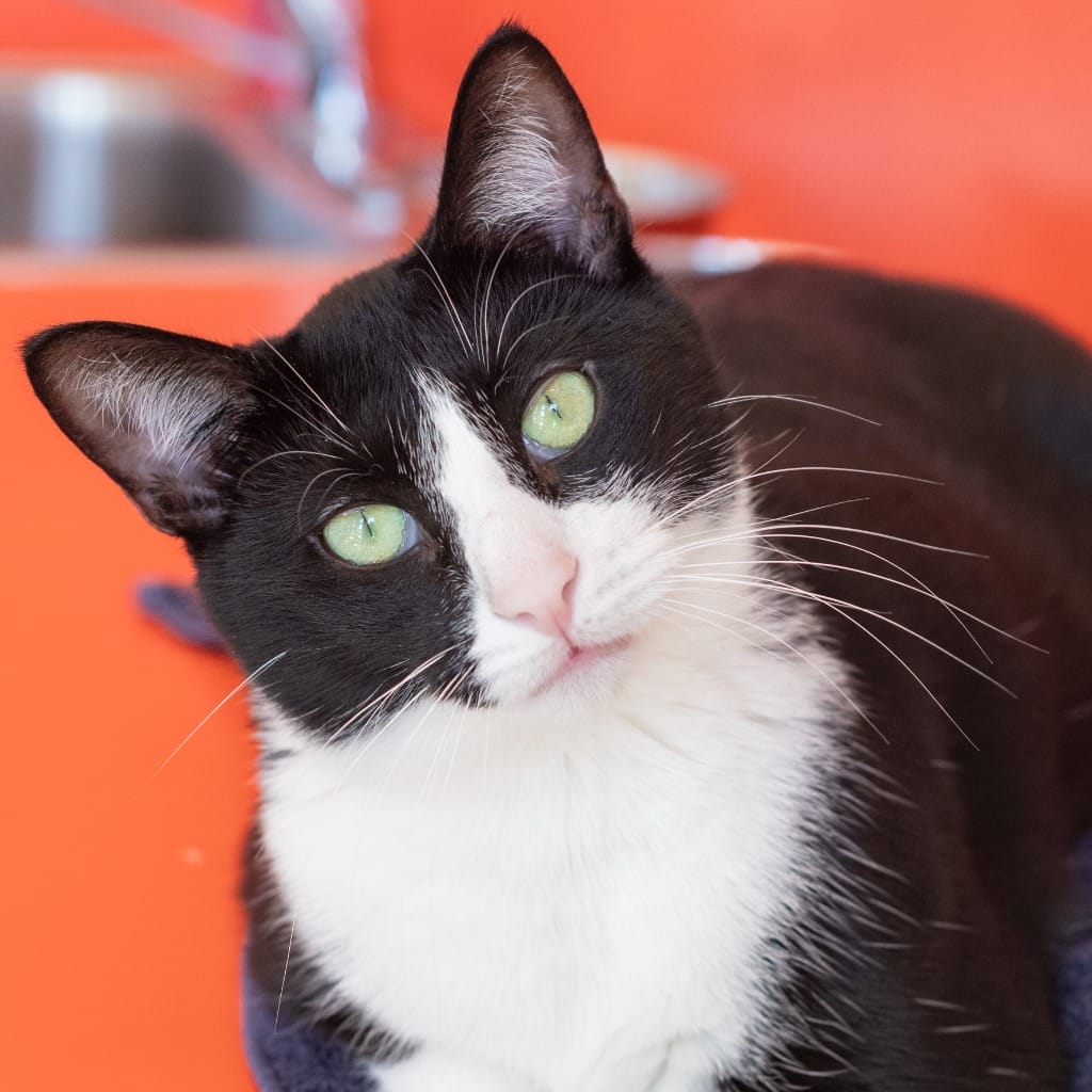 Dyson – Michigan Animal Rescue League