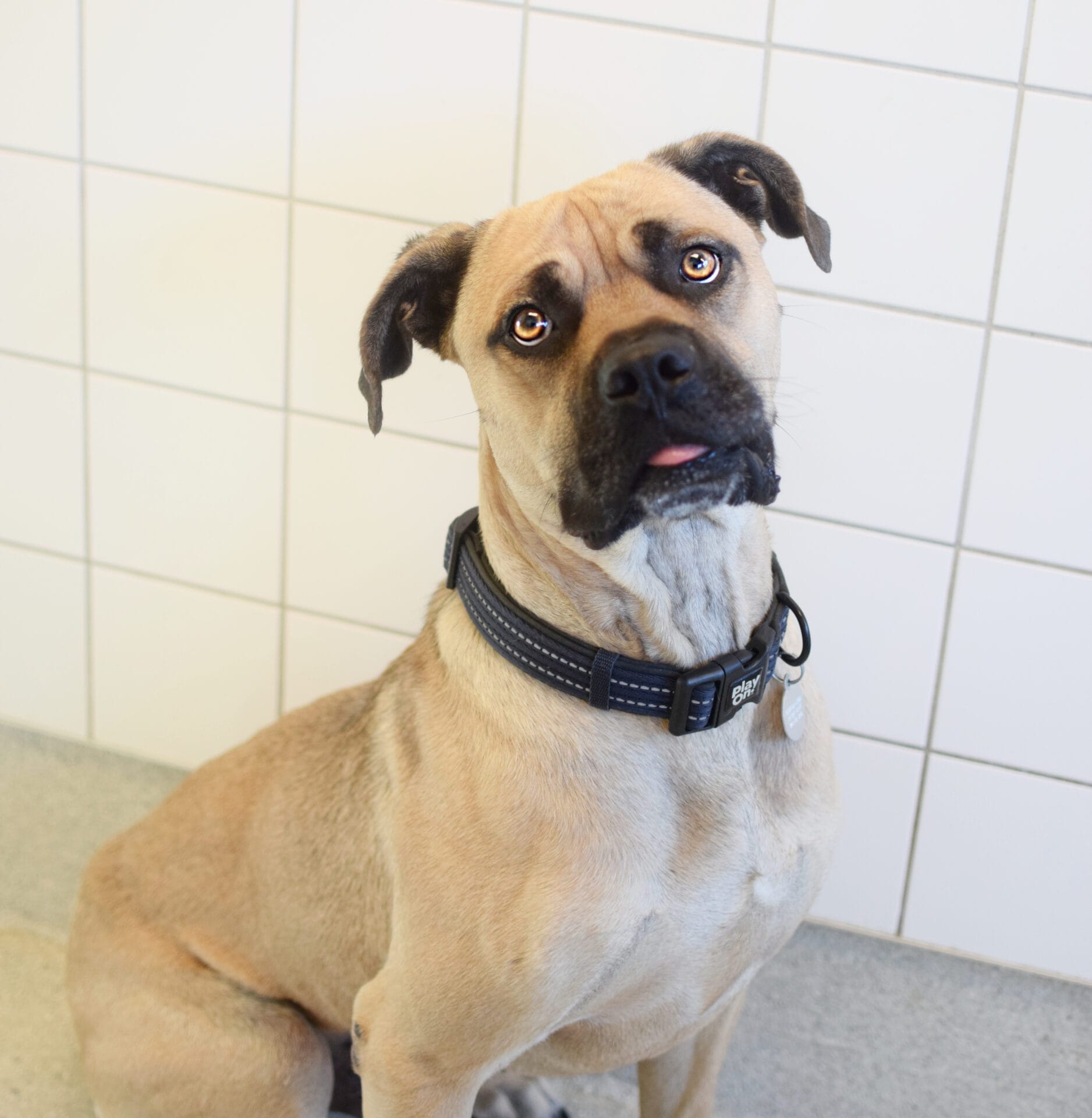 Zoel – Michigan Animal Rescue League