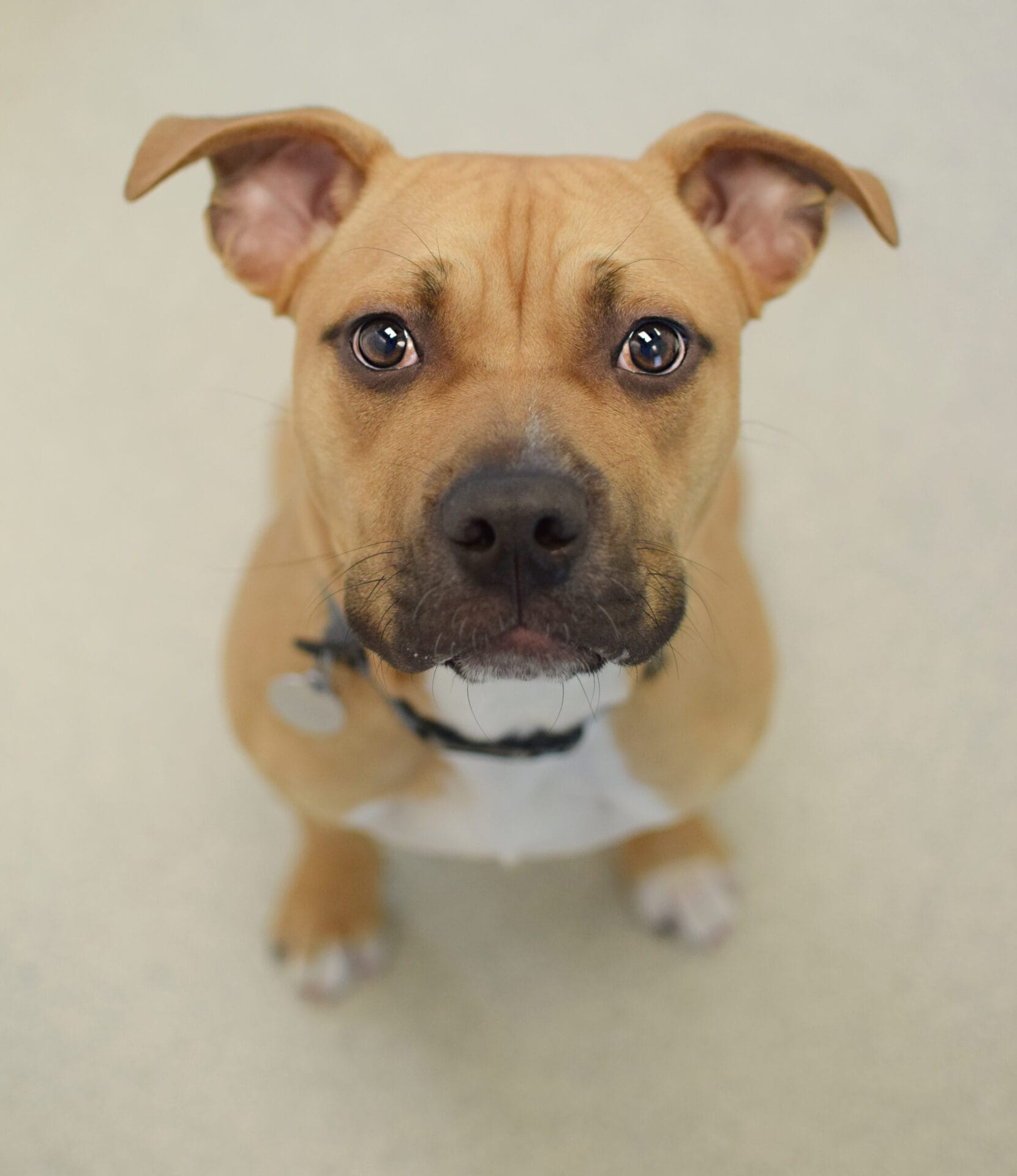 Milo – Michigan Animal Rescue League