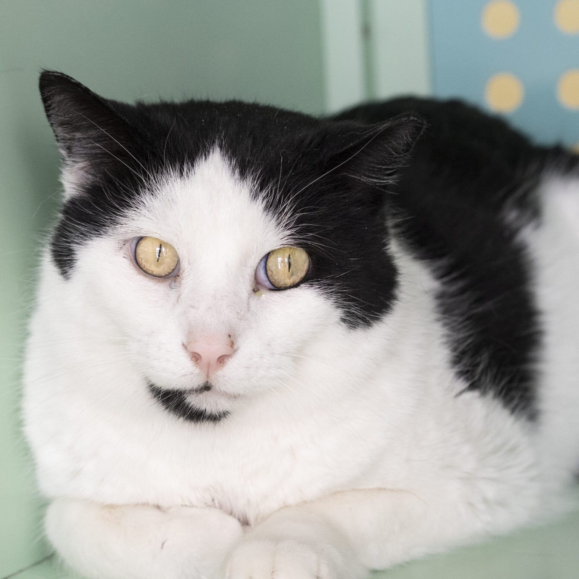 Panda – Michigan Animal Rescue League